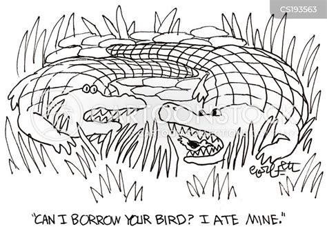 Mutualism Crocodile And Bird Drawing