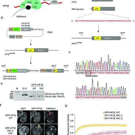 Hp1β Phase Separation Contributes To Heterochromatin Formation In Vivo