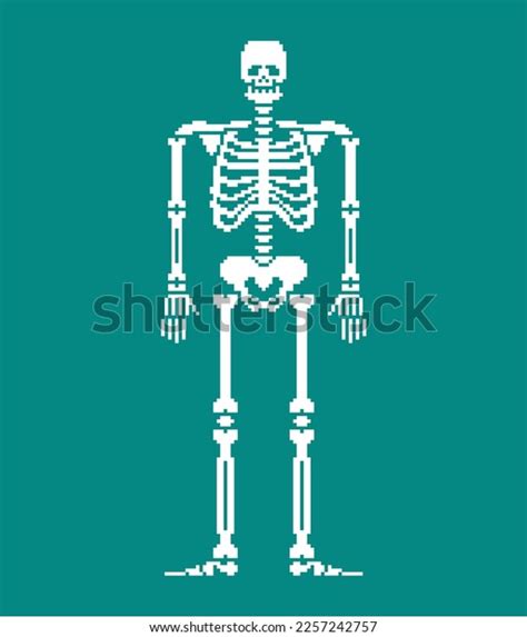 Skeleton Pixel Art Skull Bones Anatomy Stock Illustration Shutterstock