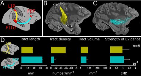 Figures And Data In Functionally Defined White Matter Of The Macaque