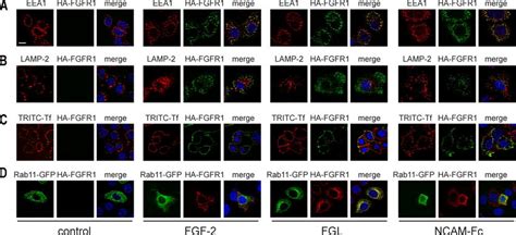 Colocalization Of Ha Fgfr1 With Different Intracellular Markers In Fgf