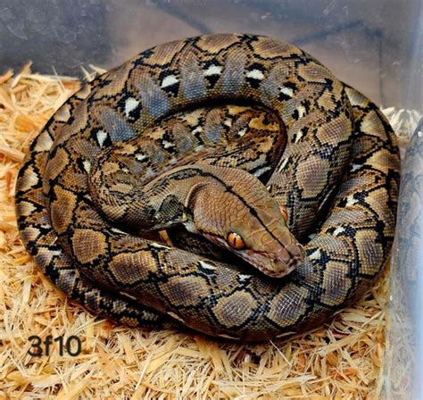 Kalaotoa Wild Type Reticulated Python By Hell Creek Reptiles