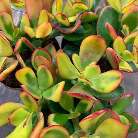 Растение ⌀ 12 Crassula OVATA 'SUNSET' (Крассула, Толстянка): купить c ...