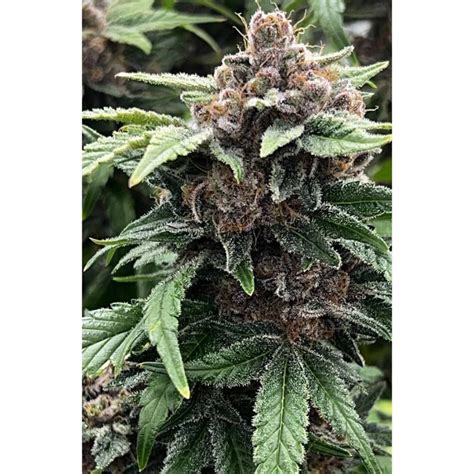 Raspberry Boogie S2 Mosca Seeds 96 00 Eur