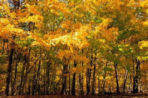 Fall Pictures Yellow Orange Fall Folliage