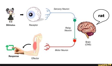 Stimulus Receptor Response Effector Sensory Neuron Relay Neuron Motor