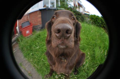 Liver Nose Scrolller