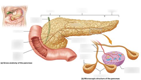 The Pancreas Microscopic Structure Of The Pancreas Diagram Quizlet