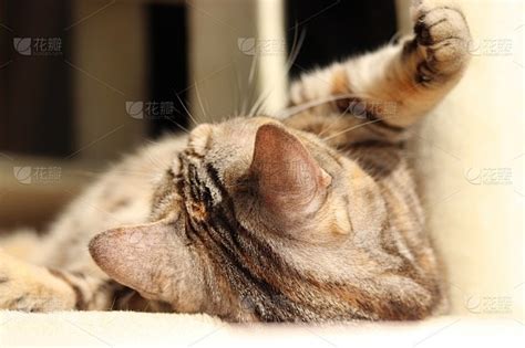 猫在窗台上玩。