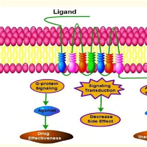 Functional Selectivity Pathway Based On The Ligand And Induced Receptor