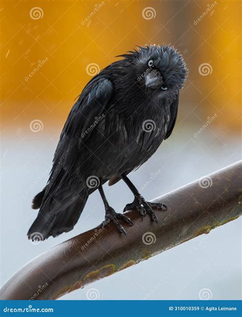 Hooded Crow Sitting On Rail Stock Image Image Of Eyes Crow 310010359