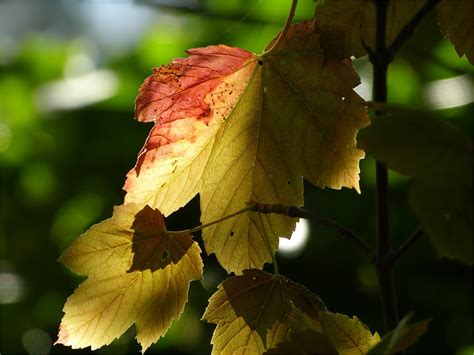 Autumn Light 24 September 2023 Joeke Pieters Flickr