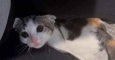 D Marche Chancelante Une Jeune Chatte Surgit De Sa Cave Pour Rencontrer La B N Vole La Suite