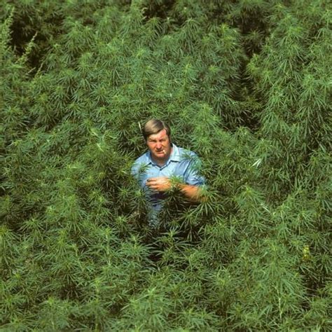 What Is Shake Weed And Can It Get You High