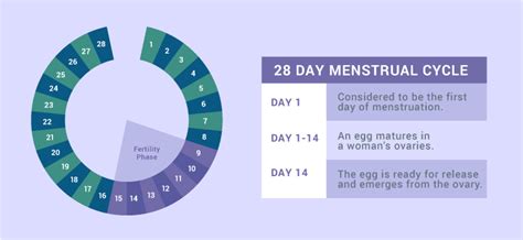 The Basics Of Human Reproduction Pregnancy Info