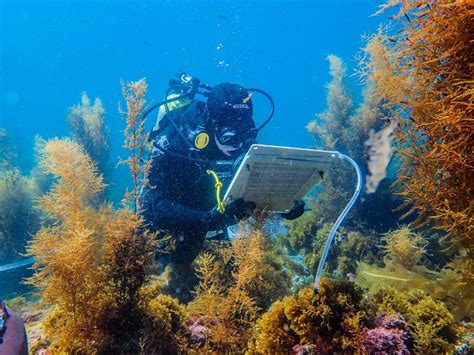 Building Local Capacity For Kelp Forest Restoration