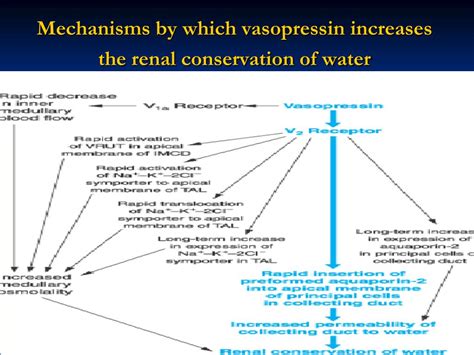 Ppt Oxytocin Powerpoint Presentation Free Download Id 4553243
