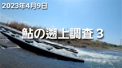 鮎の遡上③ 魚道入り口付近の汽水域で天然稚鮎が大群で確認できサイズも少し成長していました。中流域～上流域では今月いっぱい稚魚放流も始まってい