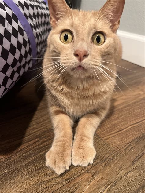 Panko A Cats Mom On Twitter He Https T Co Mytysfcgq Twitter