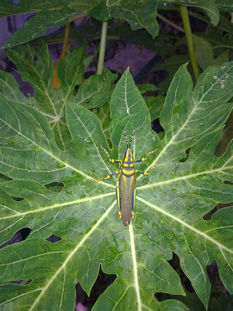 Grasshopper In Garden Gardening For Beginners