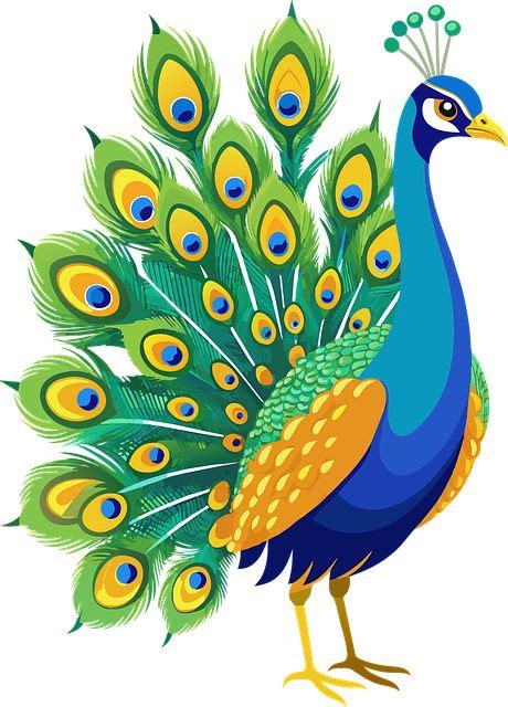 Gambar Burung Merak