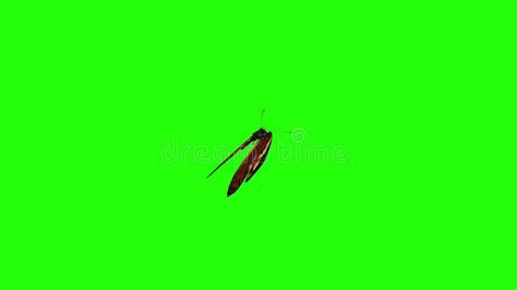 Realistic Butterfly Animation On Green Screen Seamless Loop Stock Video Video Of Background