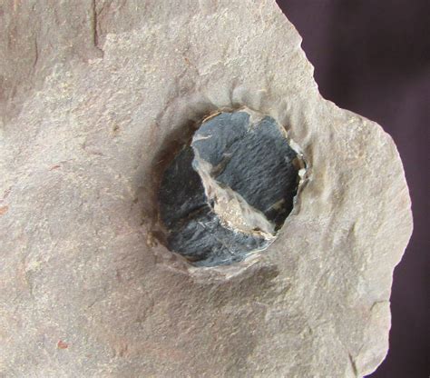 Rare Mollusk Fossil Mysite