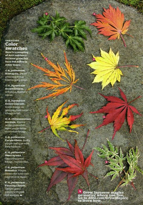 Japanese Maple Root System Diagram Evergreen Ash Tree Root S