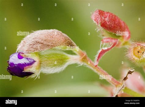 Flower Bugs At Borneo Highlands Resorts Kuching Sarawak Malaysia