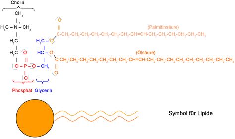 Phospholipid Lecithin Structure At Daniel Pomeroy Blog
