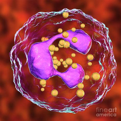 Neutrophil White Blood Cells Photograph By Kateryna Konscience Photo
