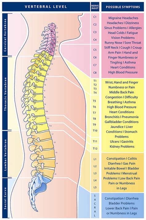 Chiropractic Chiropractor Dopps Chiropractic And Acupuncture
