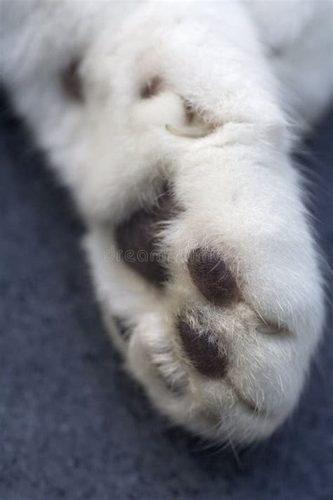 在一本大书后掩藏的猫 我们能看到仅catand X27 有长和锋利的爪和颊须的s爪子 库存照片 图片 包括有 手指 背包 111847408