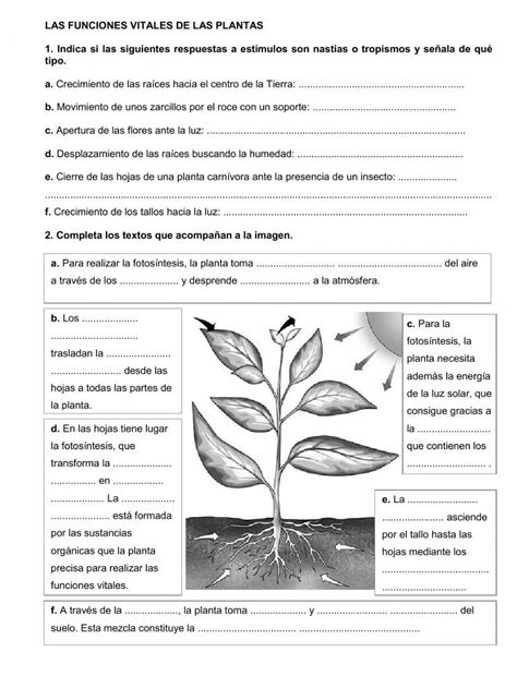 Desentrañando las Funciones Vitales de las Raíces en las Plantas