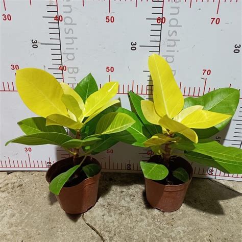 Hotsale Ficus Altissima Gold Real Living Plants Bonsai Indoor Or