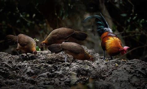 Red Junglefowl Rare Breed Chicks For Sale Cackle Hatchery®
