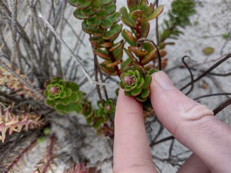 Coast Stackhousia From Lackrana Tas 7255 Australia On July 14 2023 At 12 11 Pm By Luke Cooper