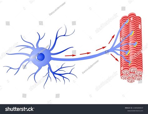 Neuromuscular Junction Synaptic Connection Between Terminal Stock Illustration