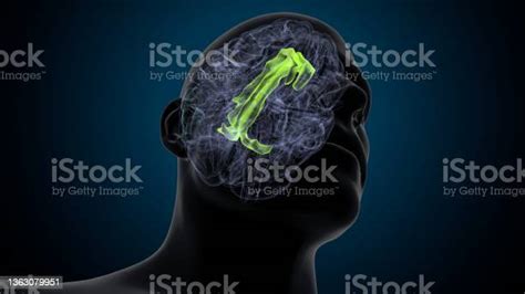인간의 뇌의 3d 그림 자이루스 해부학 Cingulate 3차원 형태에 대한 스톡 사진 및 기타 이미지 3차원 형태 건강