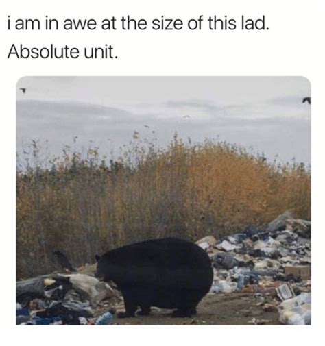 Absolute Unit Meme By Cleverleprechaun Memedroid