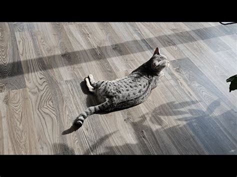 Stressiger Tag Youtube