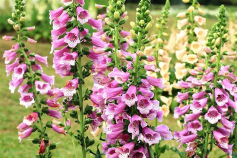 Attracting Beneficials Insects And Organic Gardening