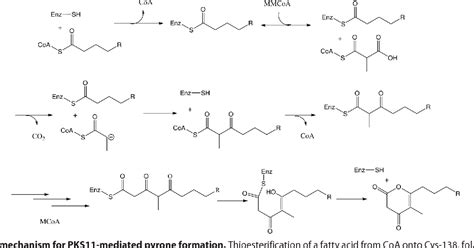 Figure 8 From Synthesis Of Methyl Branched Pks 11 Reveals Intermediates In The Polyketide