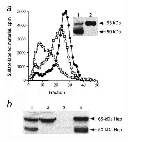 Processing Of A 65 Kda Proenzyme Into A Highly Active 50 Kda Heparanase Download Scientific