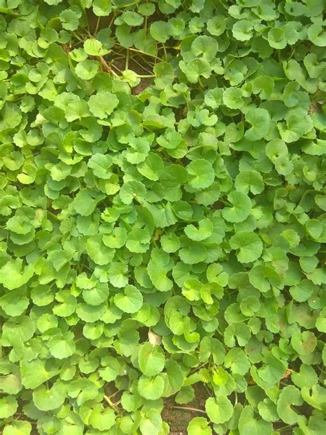 Gotu Kola Benefits Dosing Where To Buy And More