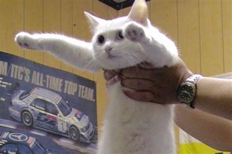 Kucing Putih Dalam Meme Longcat Mati Pada Usia 18 Tahun