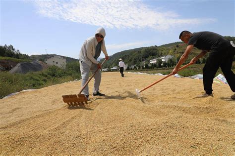 竹山7万亩水稻颗粒归仓收割机向继华农村
