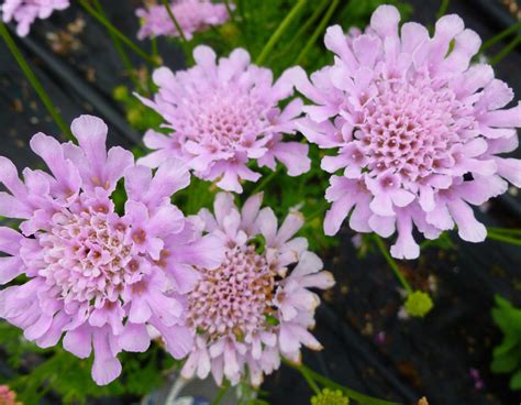 Flutter™ Rose Pink Scabiosa Bloomables