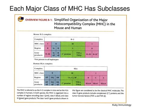 Ppt The Major Histocompatibility Complex And Antigen Presentation Powerpoint Presentation Id