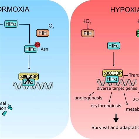 Regulation Of Hypoxia Signalling By 2og Oxygenases During Normoxia